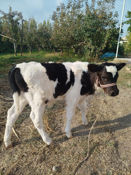 Rossiyski sigir 20 litr sut beradi bolasi novos 15kunlik