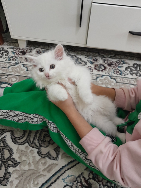 Сибирская девочка