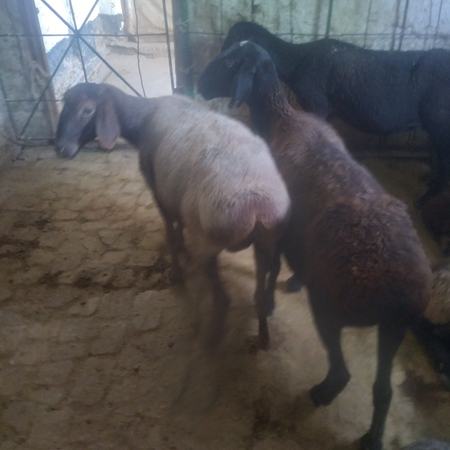 Qo'ylar sotiladi