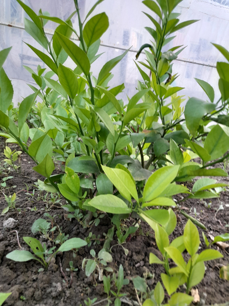 Limon kuchatlari