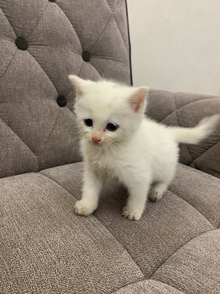 Скоттиш страйт котята