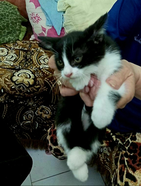 Котята даром в добрые руки