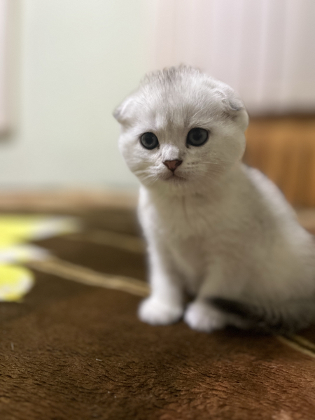Шотладксие котята