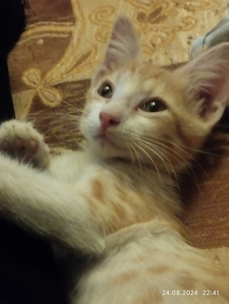 Симпатичный, рыжинький котенок.
