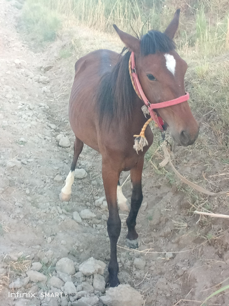 Toy sotiladi yuvosh