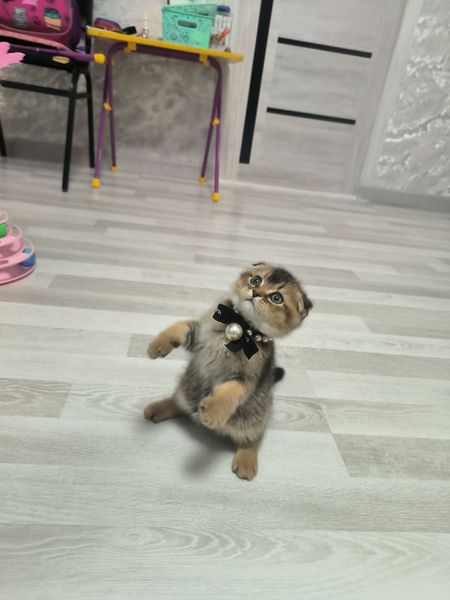 Шикарные котята от правильной вязки