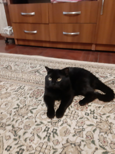 Вязка Скотиш СТРАЙТ