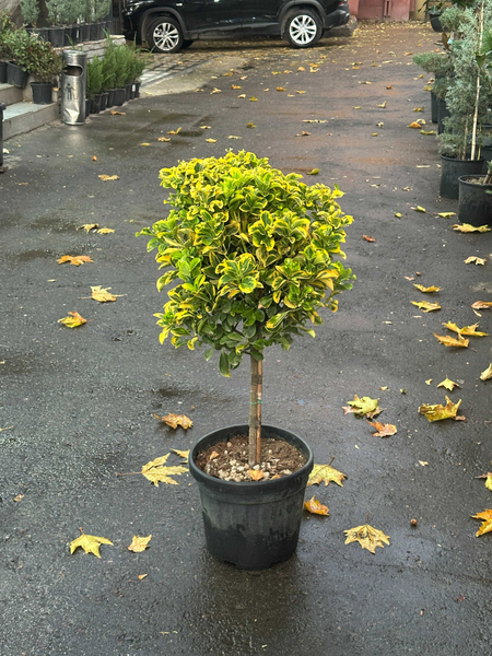 Продается ионимус (Euonymus)