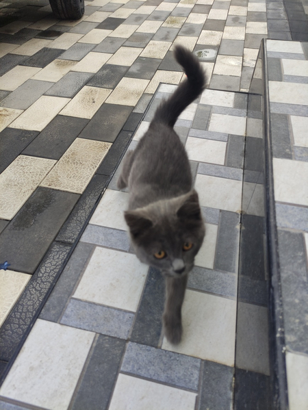 Кошка Скоттиш страйт