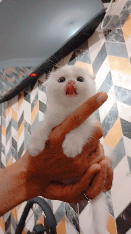 Кошка  Mushuklar