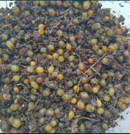 Biogumus organik o'git bizda maxsulot sifatli shu bilan birga arzon