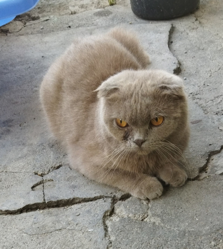 Продаётся Кот фолд