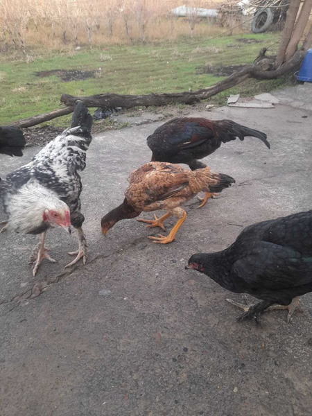 Xoʻroz 4ta, tovuq 1 ta