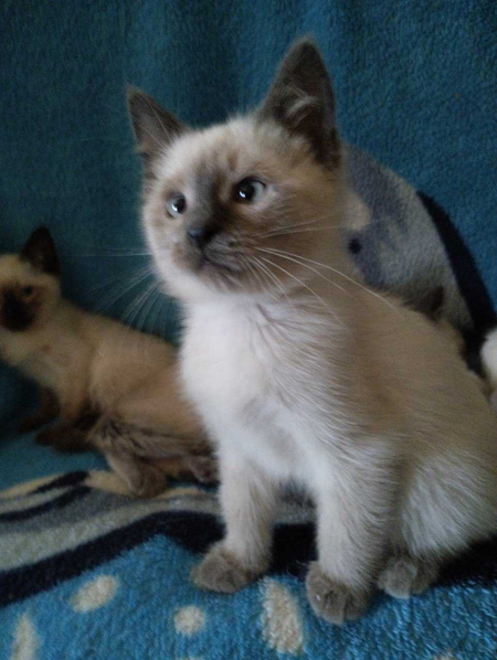 сиамские котята,с окрасом поинт колор