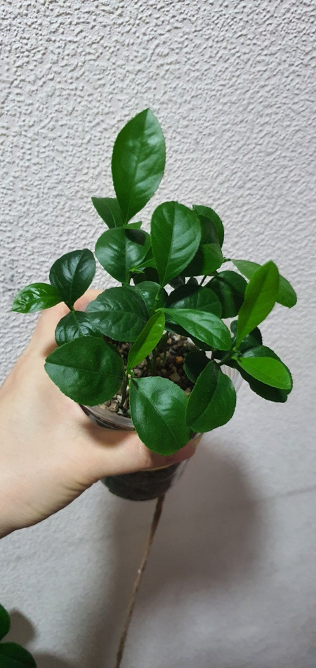 мандарины из косточек