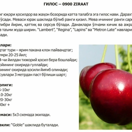 Barcha turdagi mevali kuchatlar kogolatlangan sortlari