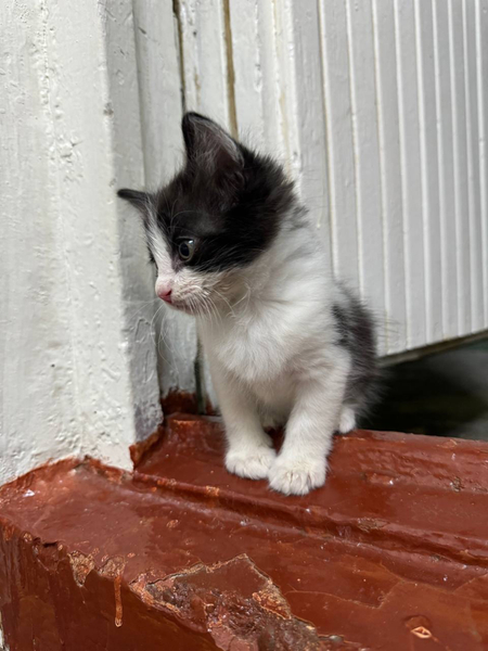 Котята в хорошие руки