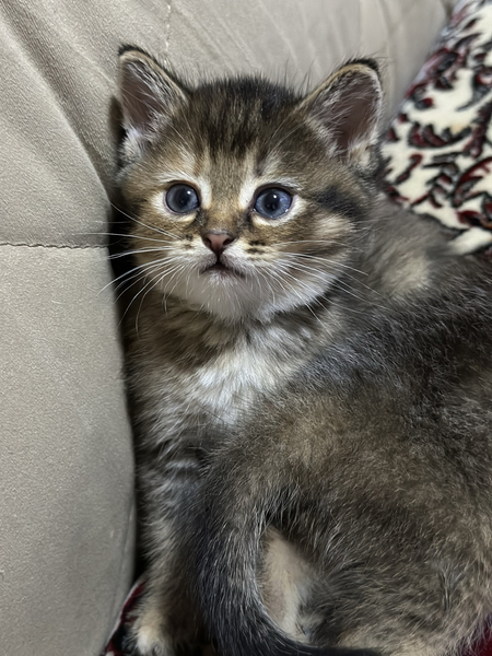 Котята девочки и мальчик