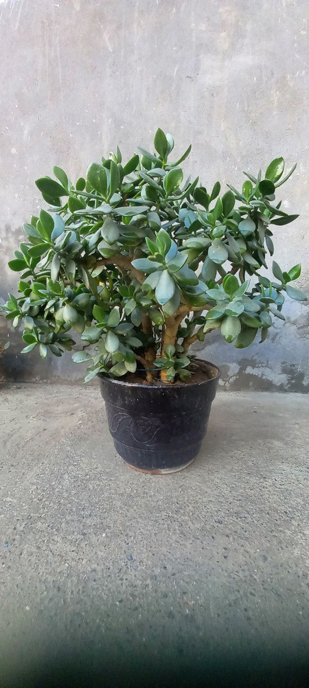 Xonaki gullar sotiladi