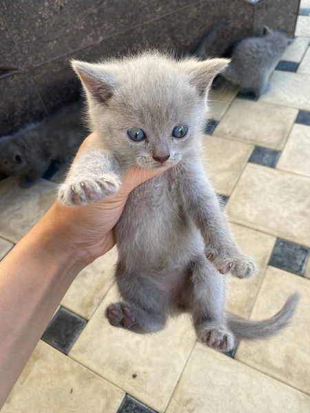 Британские котята Mushulkar