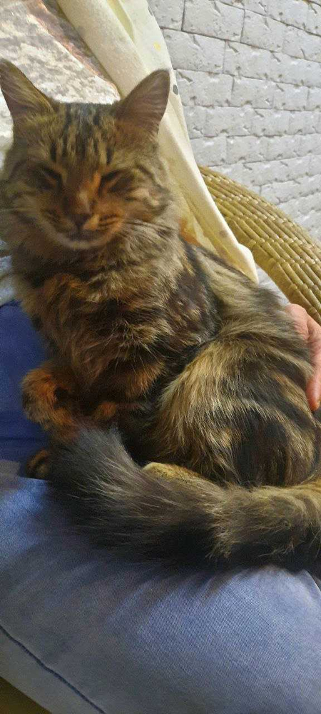 Котик в добрые руки