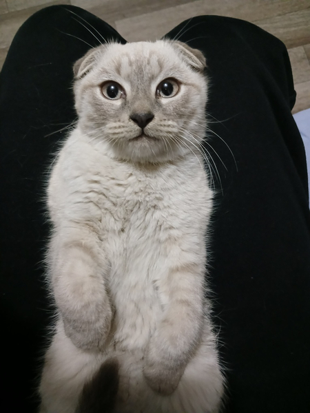 Шотланский вислоухий кот 3 месяца