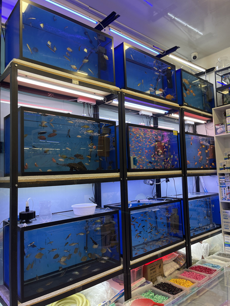 Akvarium va baliq Sergili Tumani 2 mavze