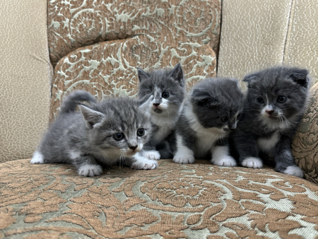 продаются котята