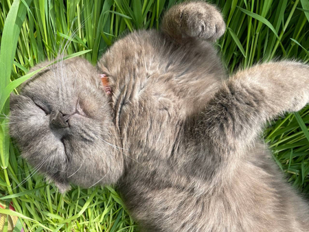 Вязка кота
