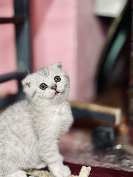 Котята шотландские в продажу!