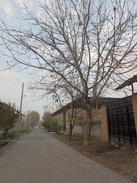 Yong\\\'oq daraxti sotiladi