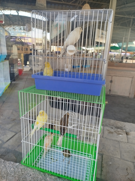 Канарейка. Прадаёотца. Продам.