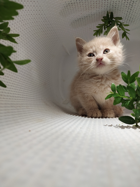 Скоттиш страйт мушукчалар
