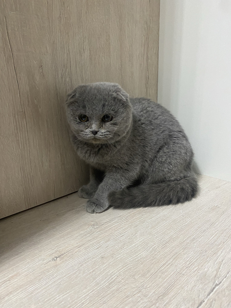 скотш фолд