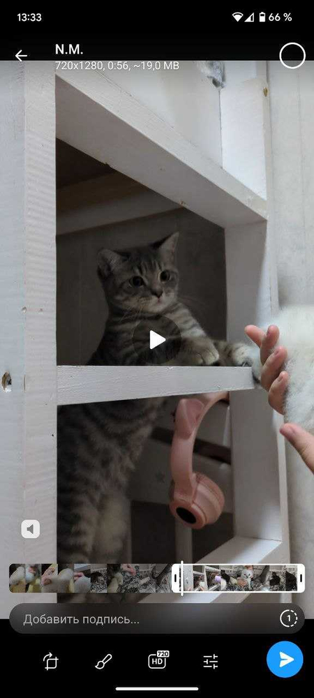 Скоттиш страйт кот