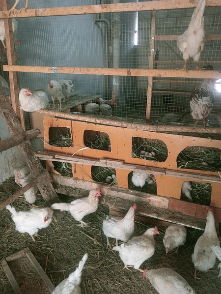 Яйца домашние экологически чистый продукт