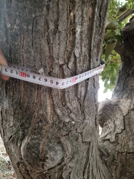 Yonğoq daraxti sotiladi