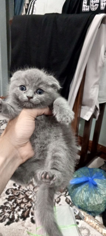 Британский скотш