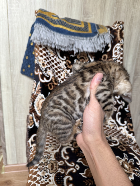 Бенгальский котенок