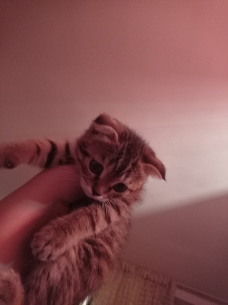 Продам вислоухие котята Срочно