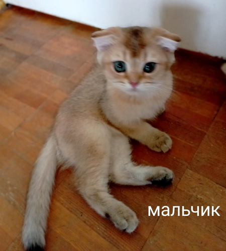 Шотландские котята золотистые шиншилы 2 мес.