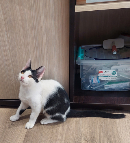 Котёнок мальчик. Привит,  имеет паспорт
