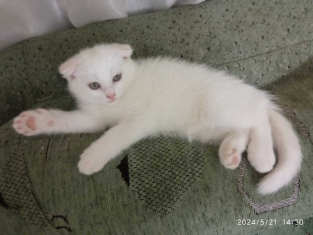 Кошка турецкая ангора