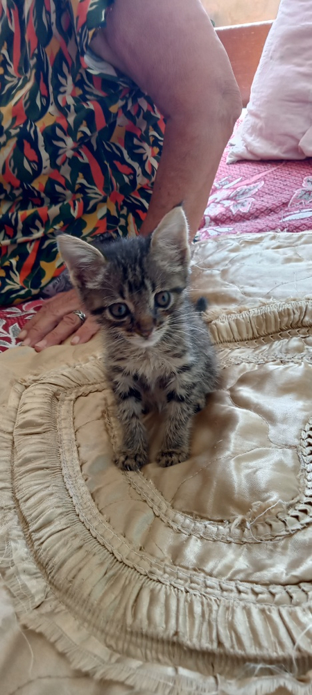 Продается котенок по кличке Мурзик. 1. 5 месяца.