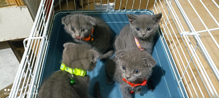 Скоттиш фолд ва скоттиш страйт