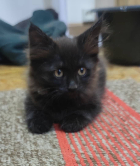 Котенка в хорошие руки