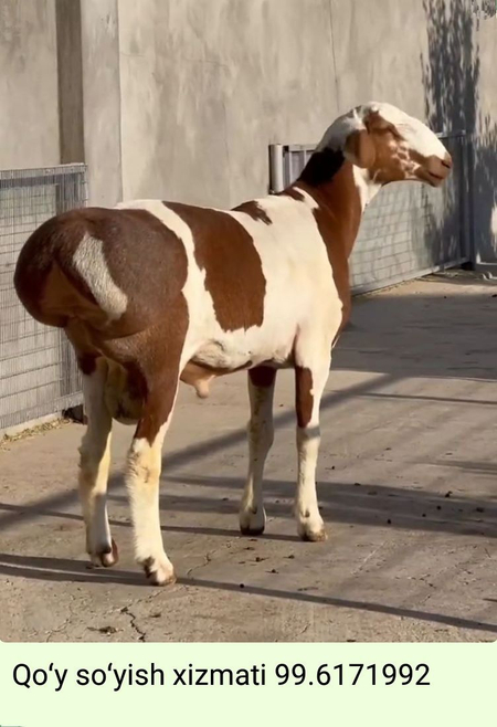 Qassob Tekkinga.