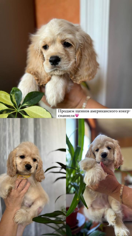 Щенки американский кокер-спаниэль