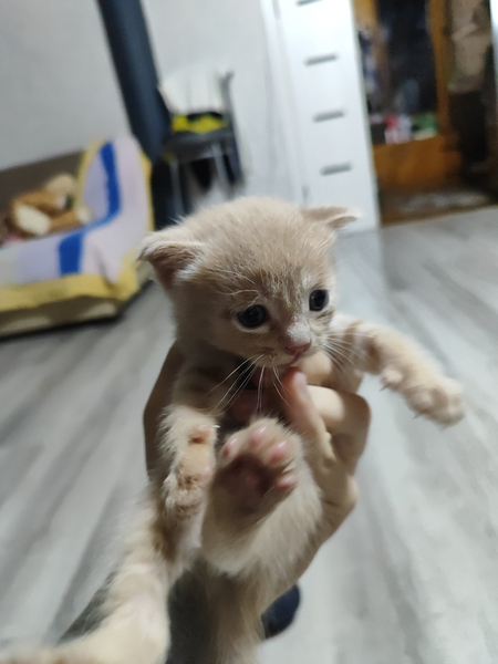 Котята Скотиш Фолд и Страйт