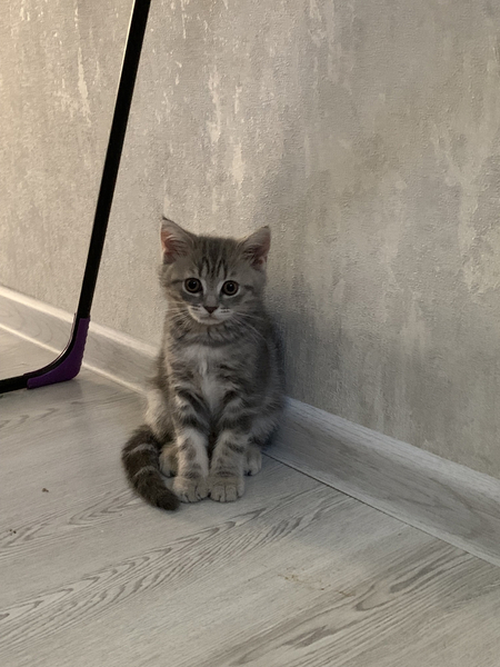 Срочно продаются котят
